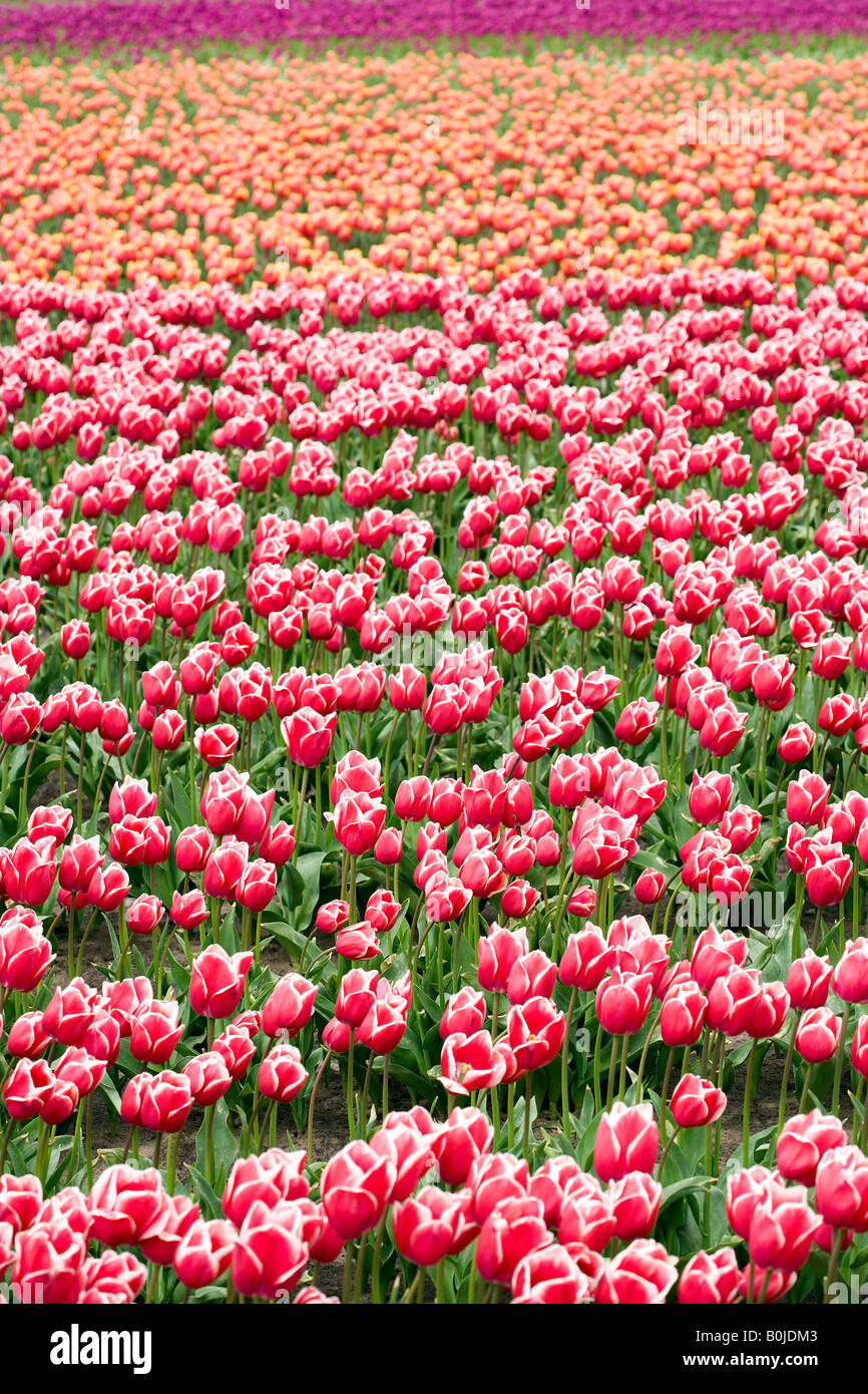 Endless blooming hi-res stock photography and images - Alamy