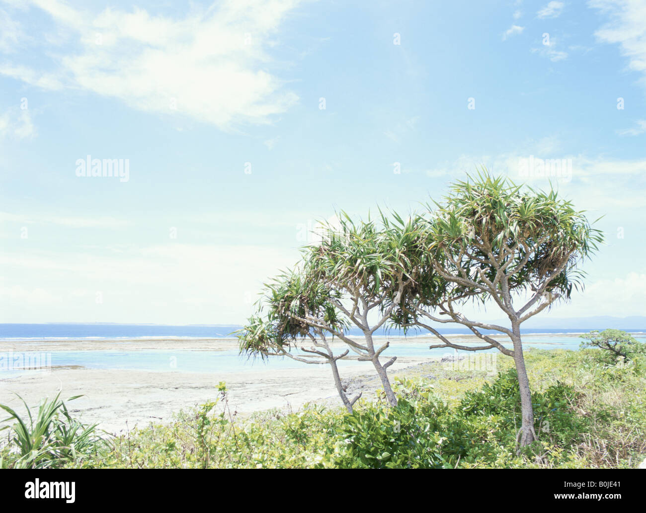 Trees And The Seashore Stock Photo - Alamy