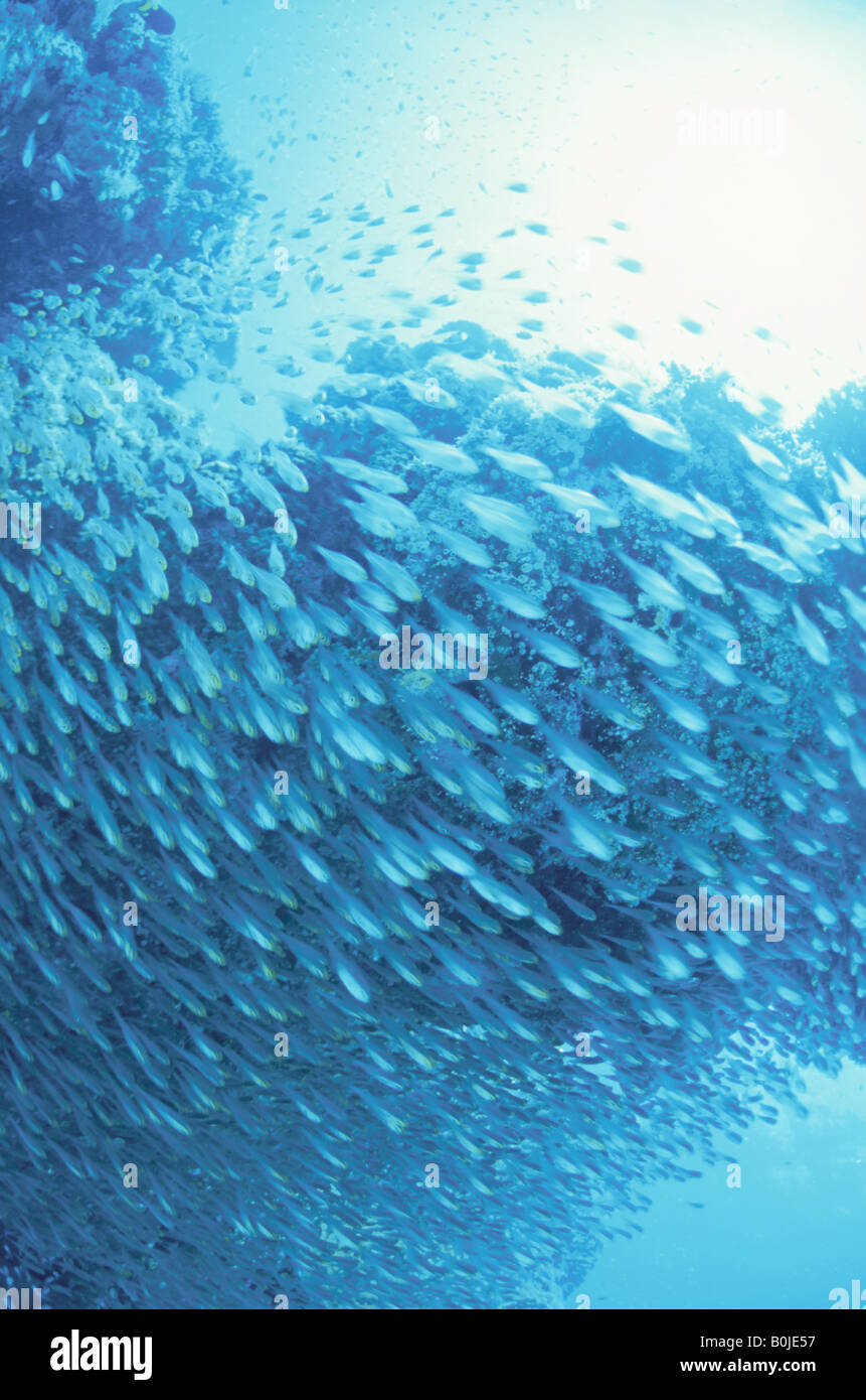 A Shoal Of Fish Stock Photo - Alamy