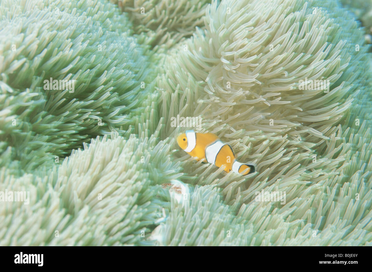 Sea Anemone Bear Flea Stock Photo - Alamy