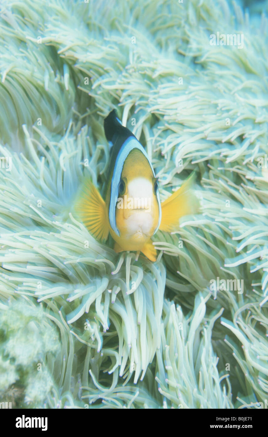 Sea Anemone Bear Flea Stock Photo - Alamy