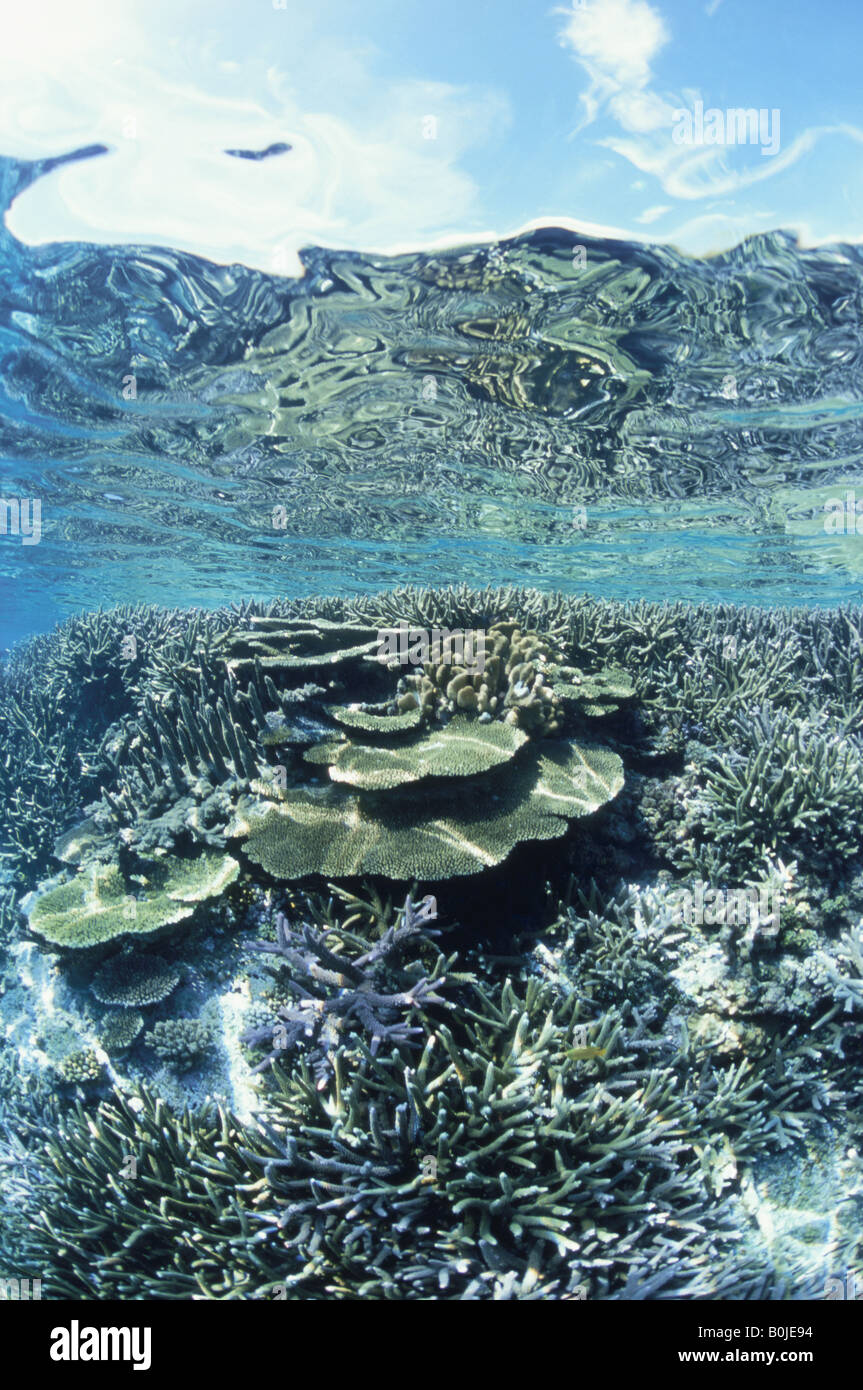 A Coral Reef And A Blue Sky Stock Photo - Alamy