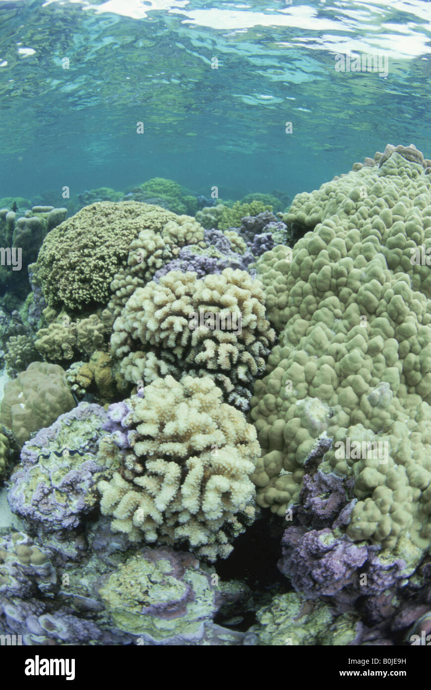 The Coral Group In Tahiti Stock Photo - Alamy