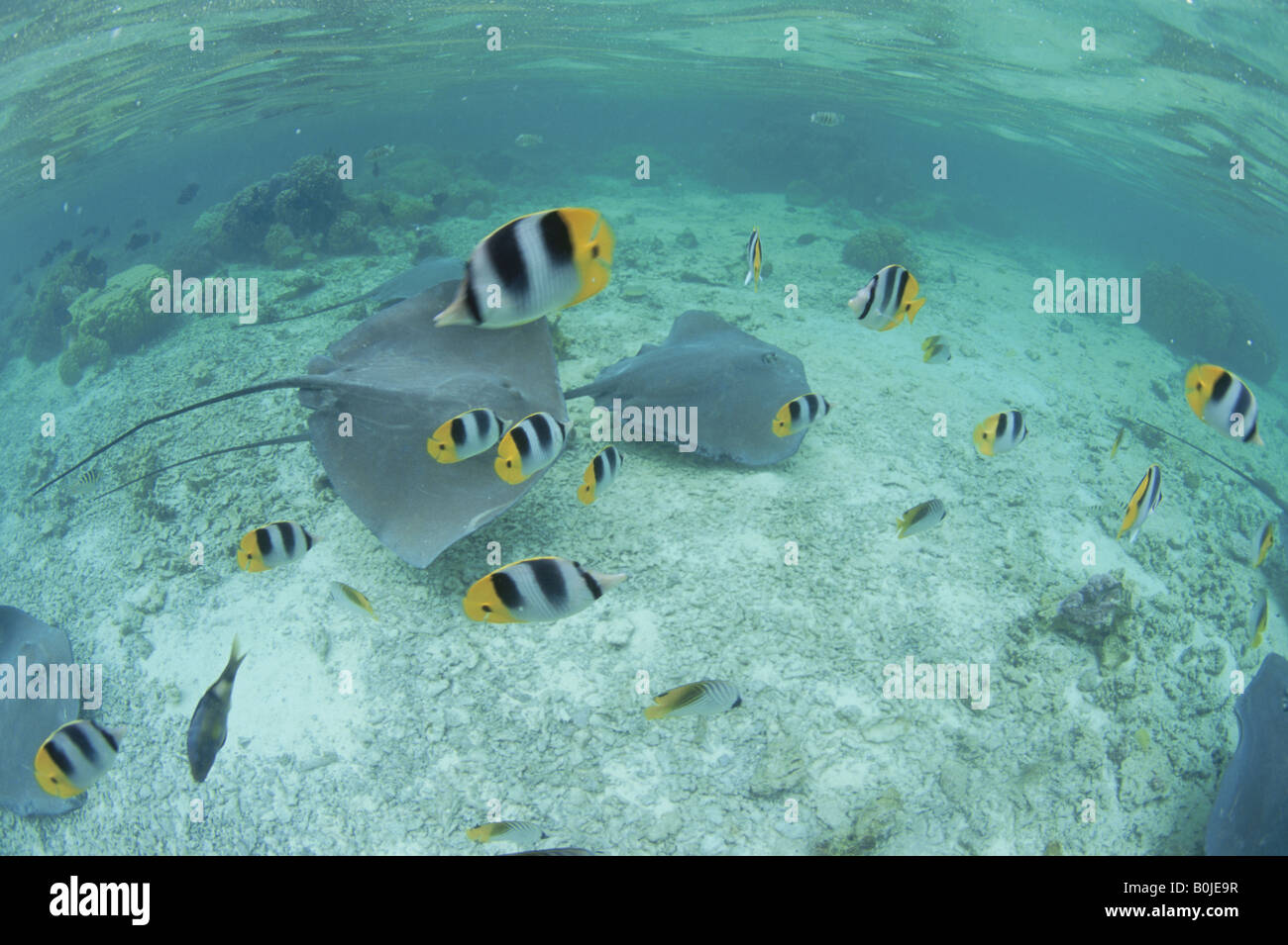 Fish And Sting Rey Stock Photo - Alamy