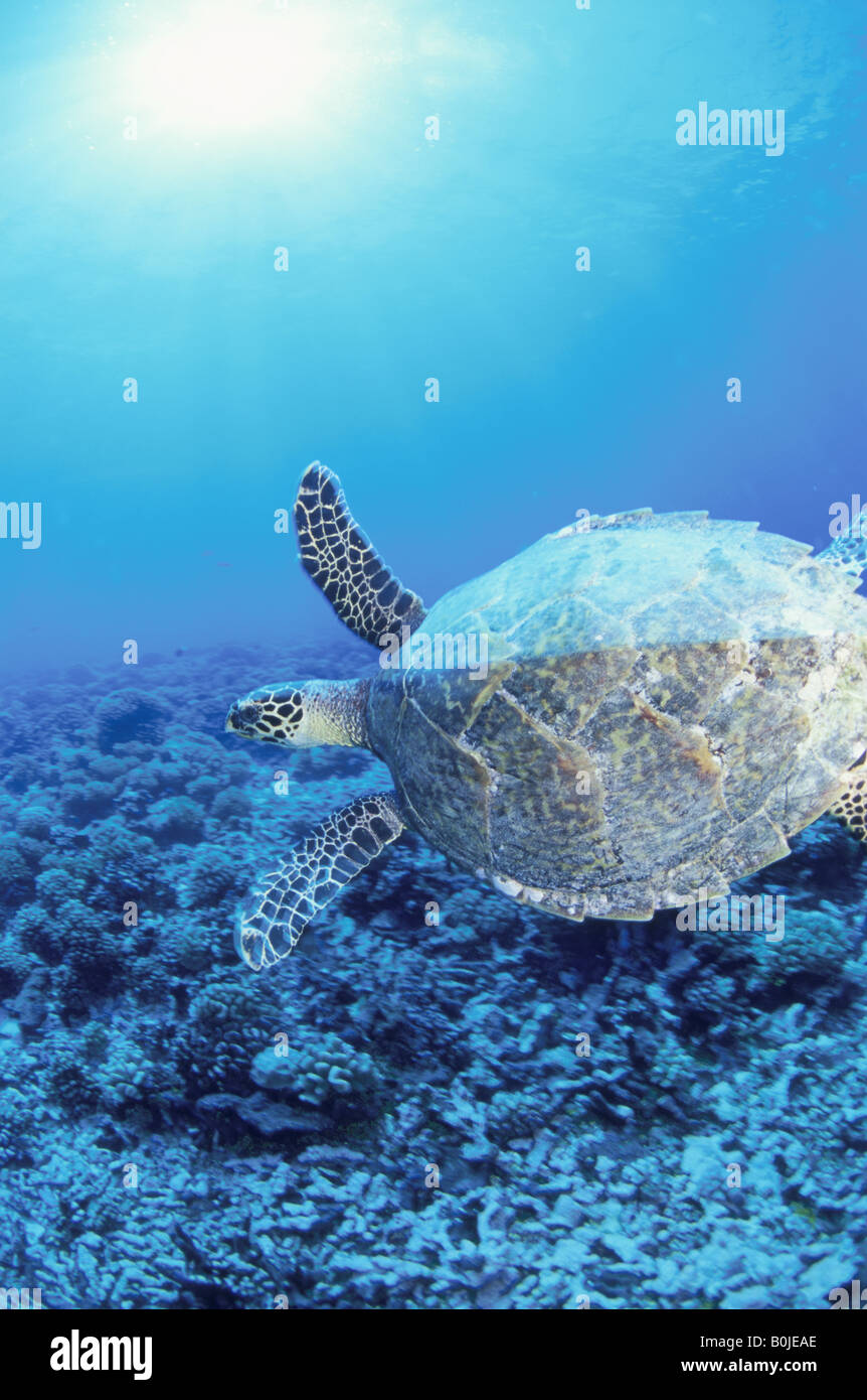 Tahiti sea turtle hi-res stock photography and images - Alamy