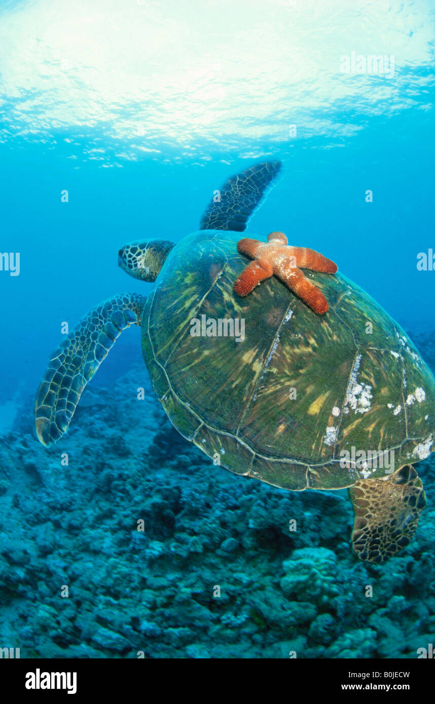 A Star Fish And A Sea Turtle Stock Photo - Alamy