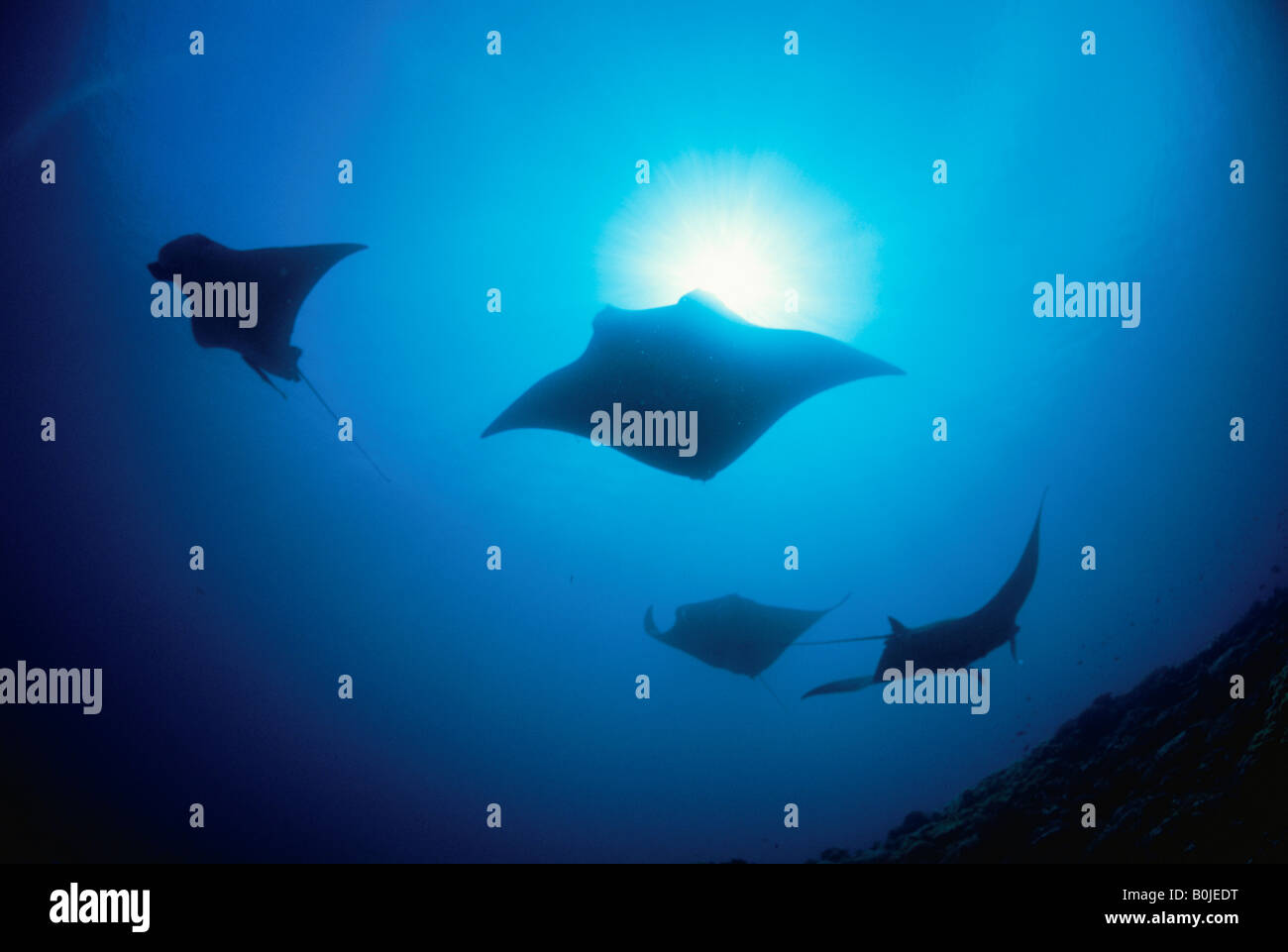 Rays fish hi-res stock photography and images - Alamy