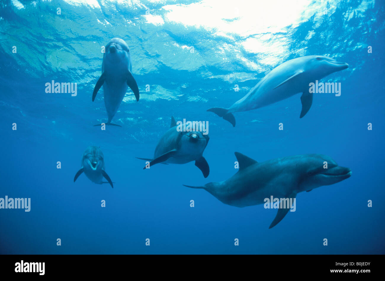 Five dolphins hi-res stock photography and images - Alamy