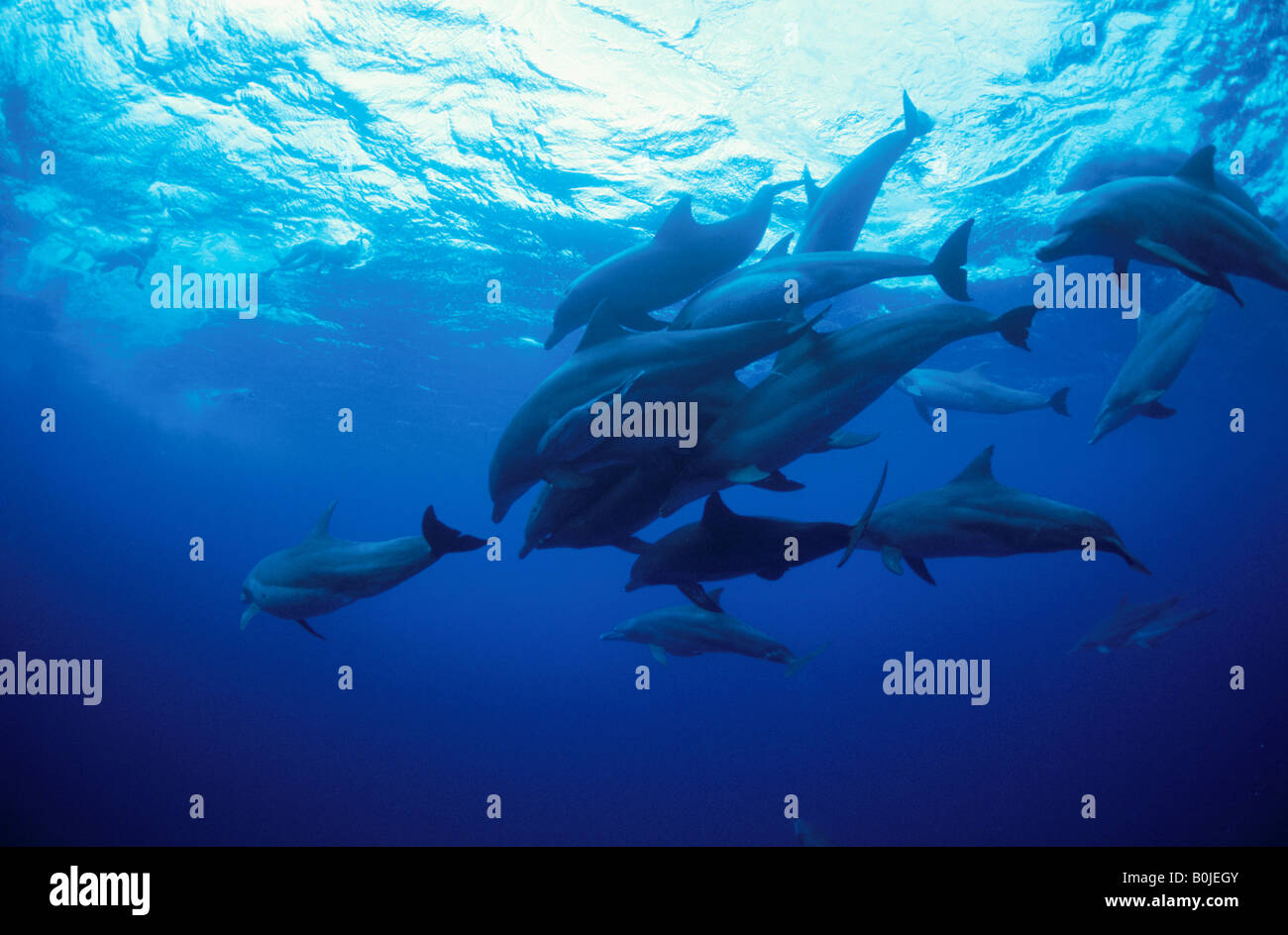 Bottlenose dolphin japan hi-res stock photography and images - Alamy