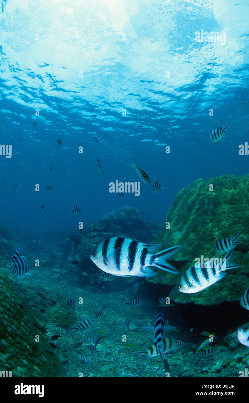 Okinawa japan tropical fish okinawa hi-res stock photography and images ...