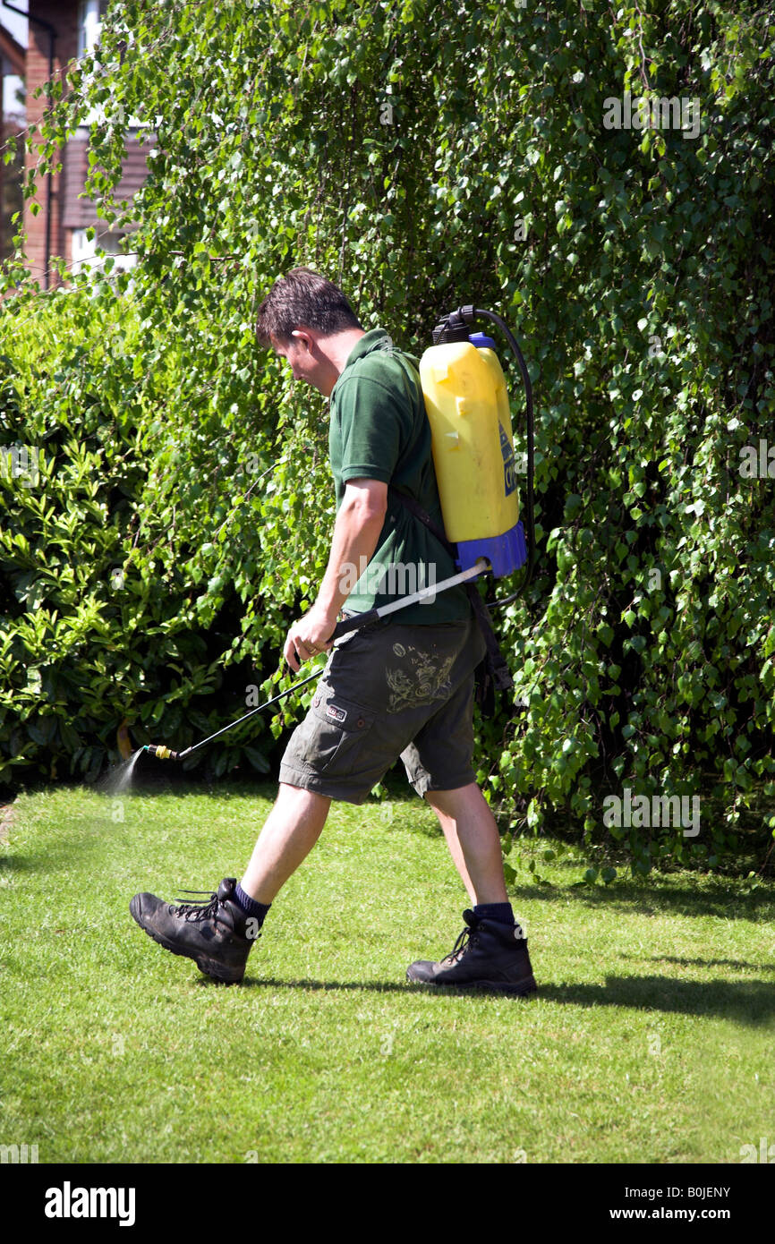Applying a weedkiller formula to eliminate common weeds on a lawn Stock ...