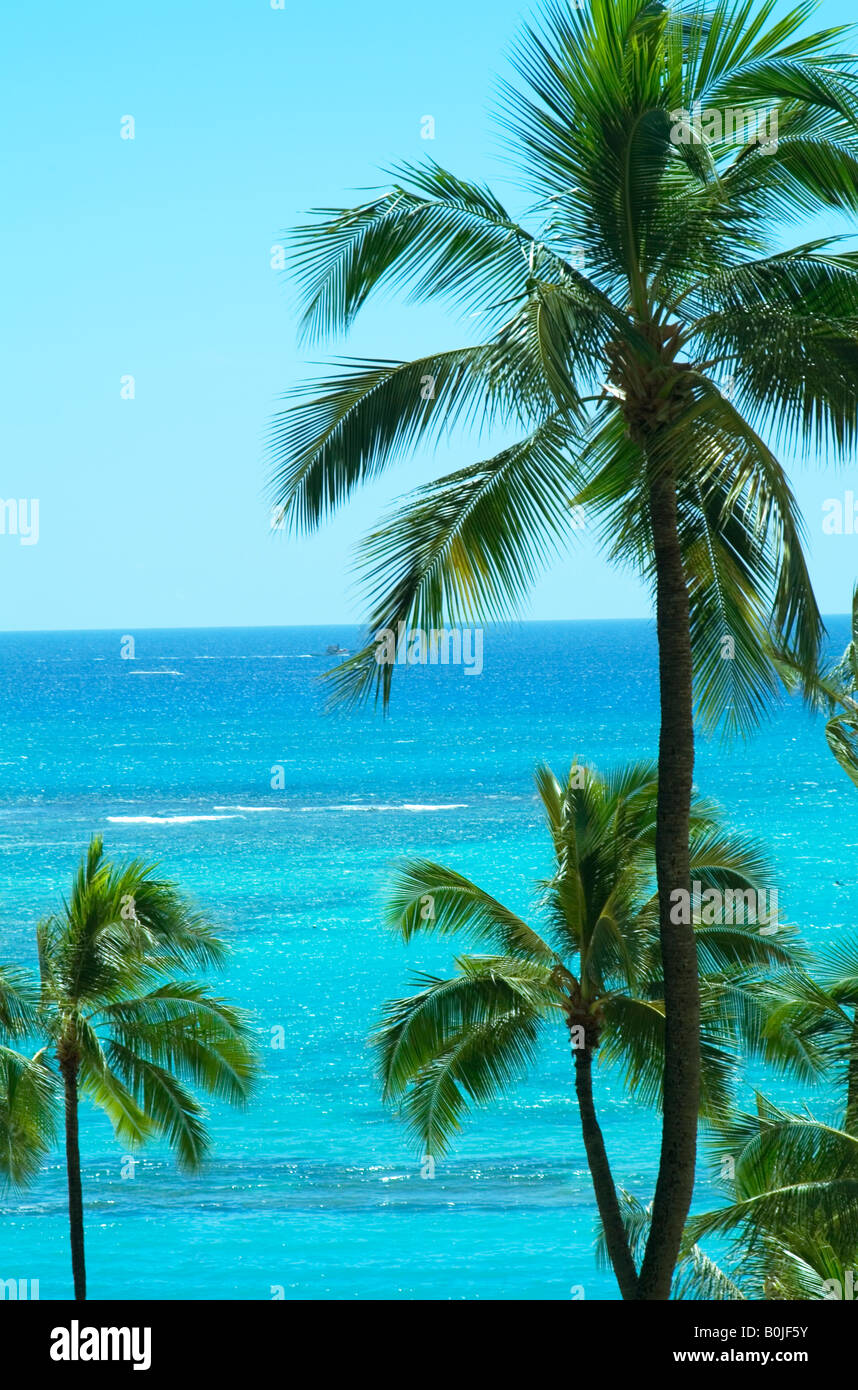 Palm tree guam hi-res stock photography and images - Alamy