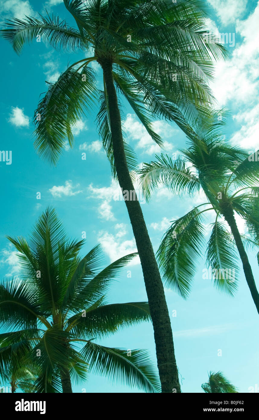 Palm tree guam hi-res stock photography and images - Alamy