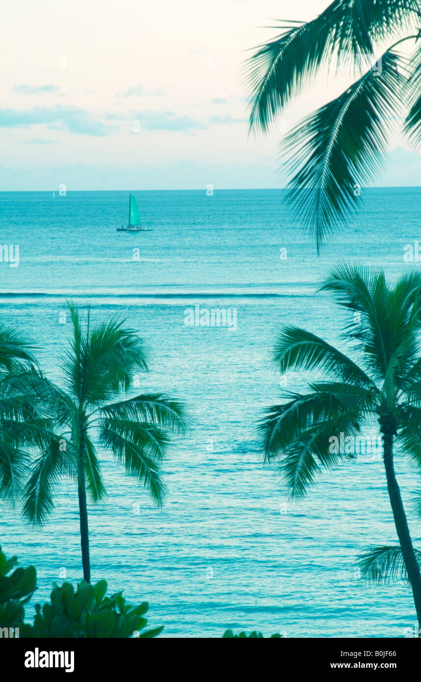 A Coconut Tree And The Blue Sea Stock Photo - Alamy