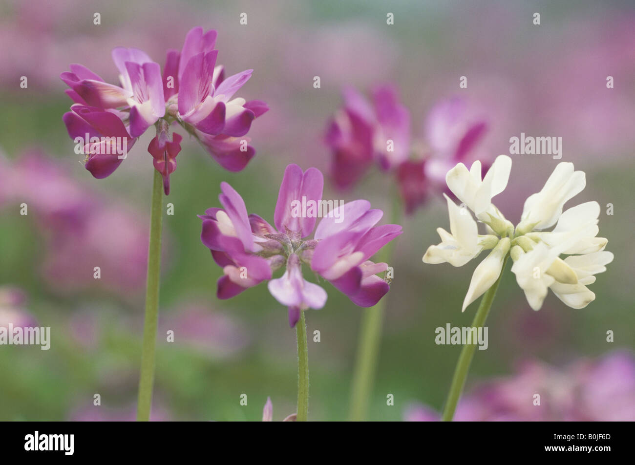 Chinese Milk Vetch Stock Photo - Alamy