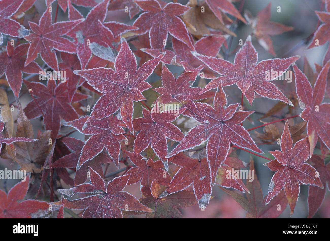 A Maple And Frost Stock Photo - Alamy