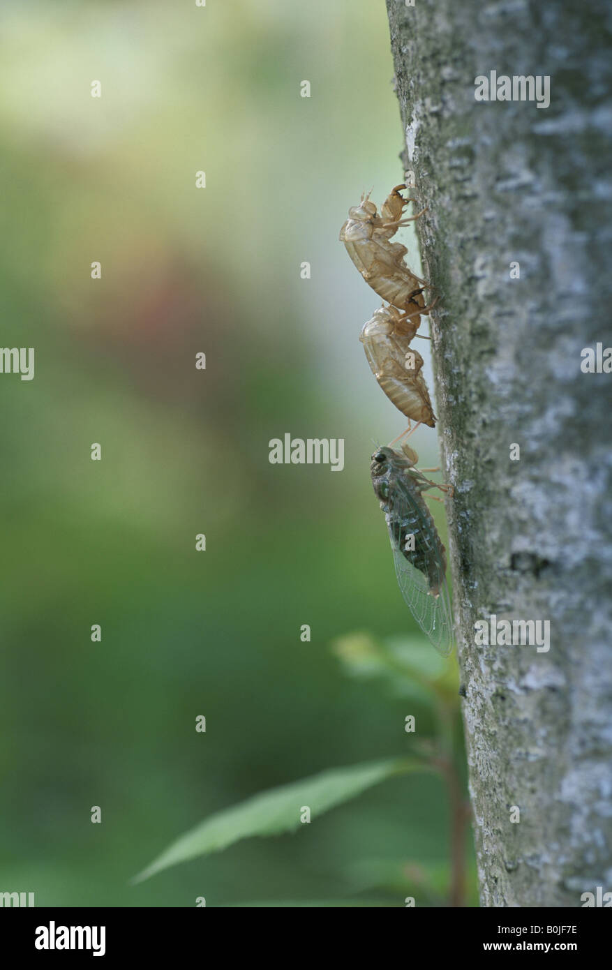 Cicadas in trees close hi-res stock photography and images - Alamy