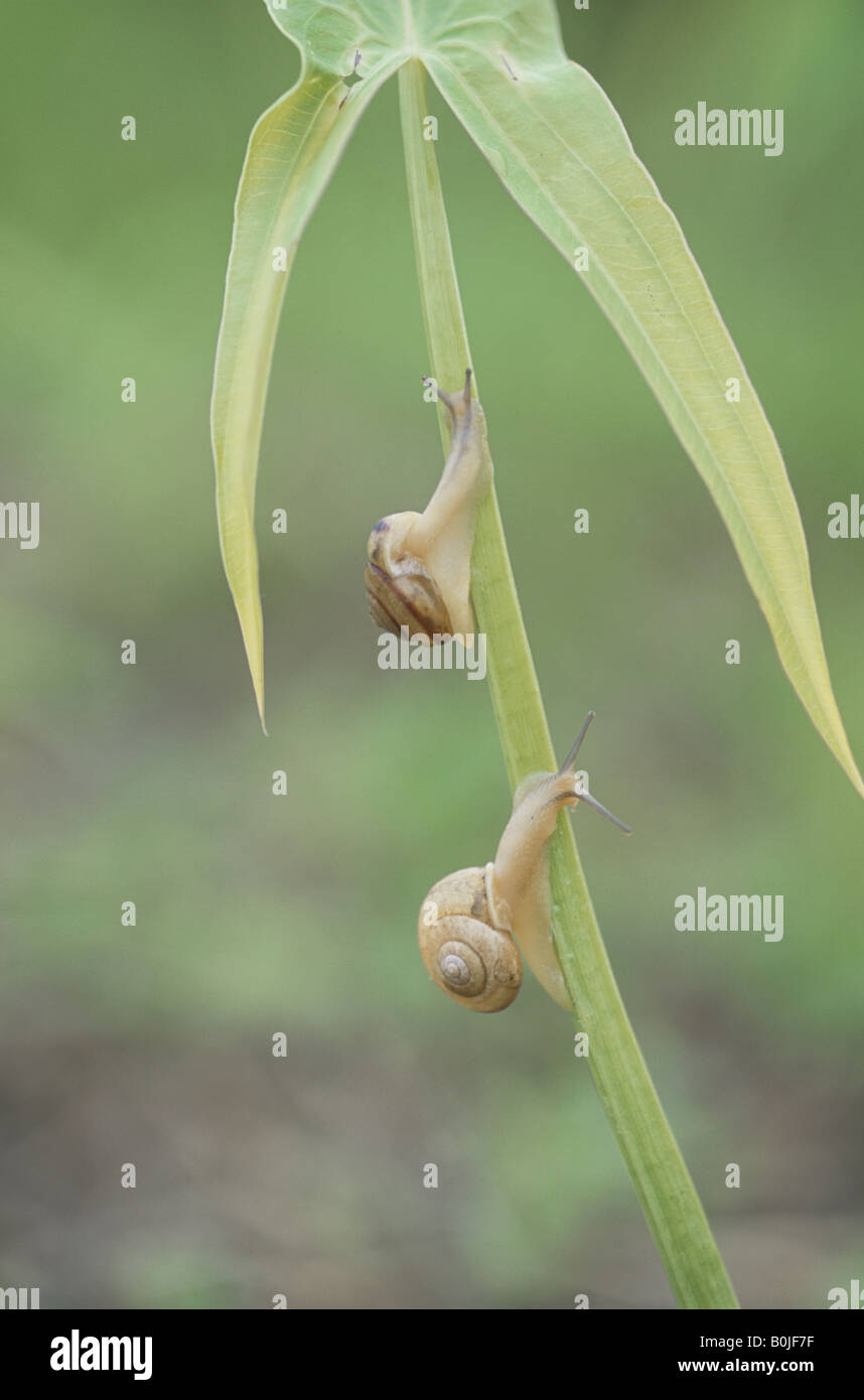 Snail insects hi-res stock photography and images - Alamy