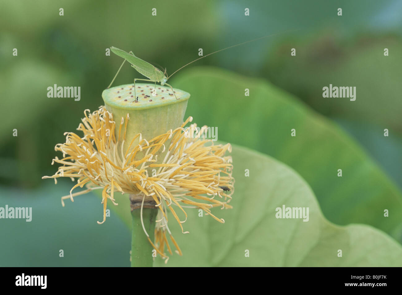 Lotus flower and insect hi-res stock photography and images - Alamy
