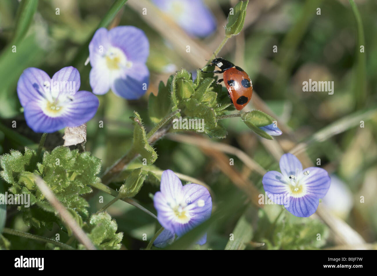 A Ladybug And Flower Stock Photo - Alamy