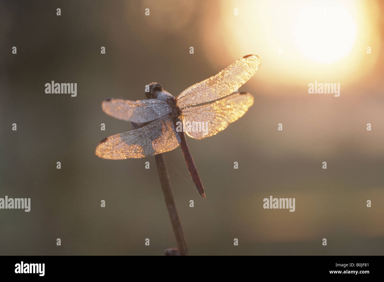 Dragonfly And The Morning Sun Stock Photo - Alamy