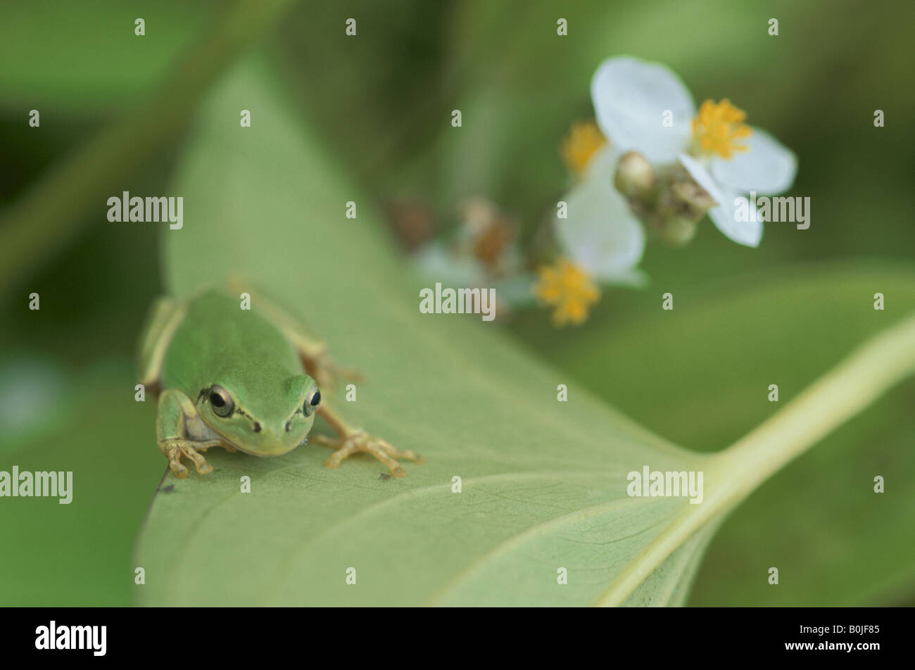A Tree Toad Stock Photo - Alamy