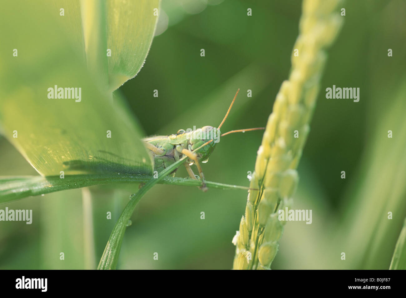 Locust rice hi-res stock photography and images - Alamy