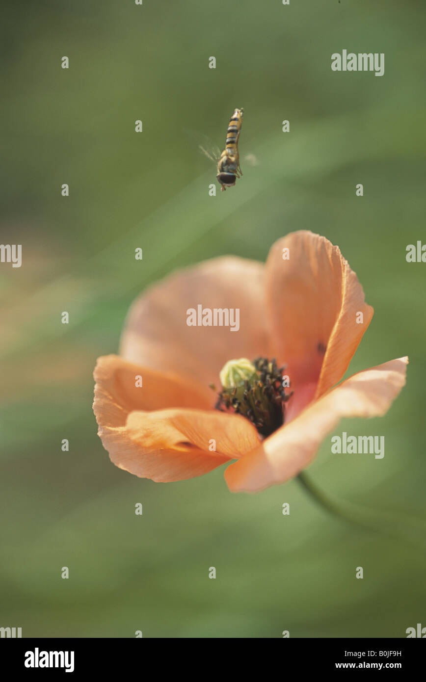 Poppies with insects hi-res stock photography and images - Alamy
