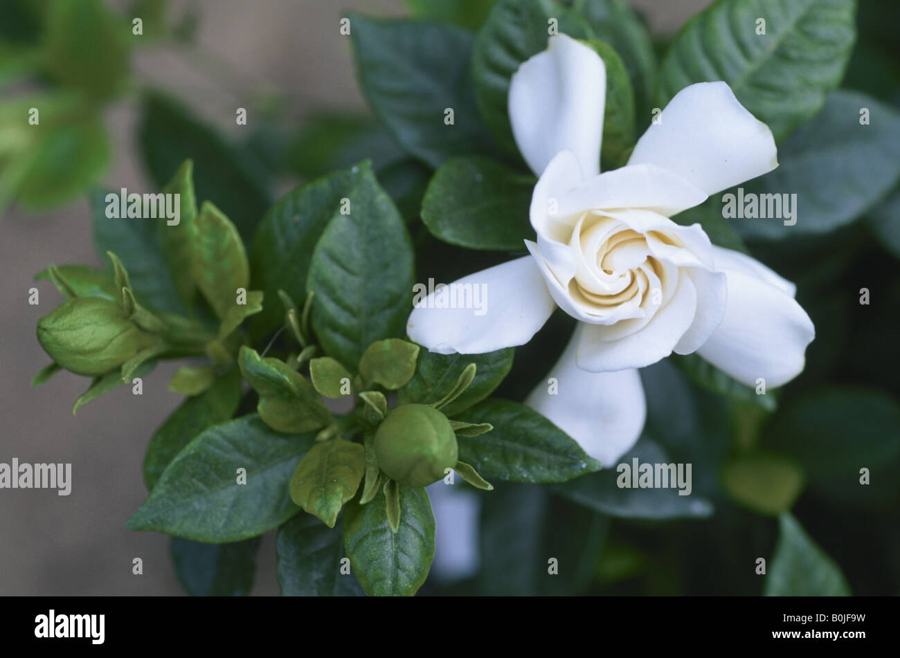 Pre flower hi-res stock photography and images - Alamy