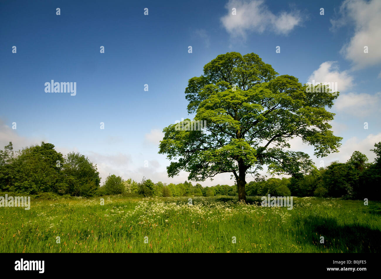 Sycamore Tree In Grassy Meadow, Whitlingham Lane, Trowse, Norwich, UK ...