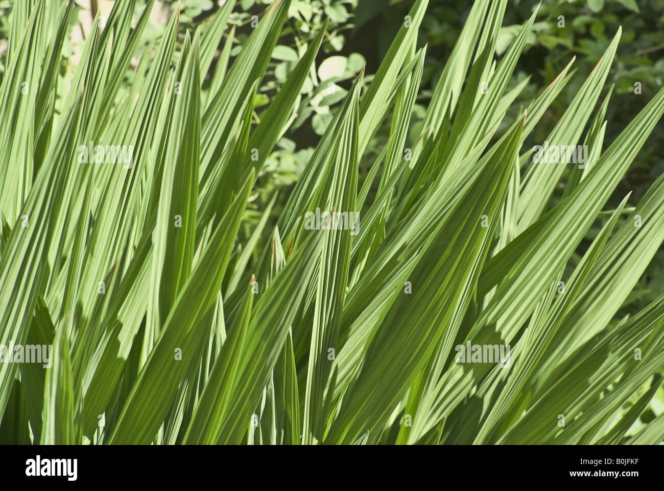 Colourful green reeds in a cottage garden Stock Photo - Alamy