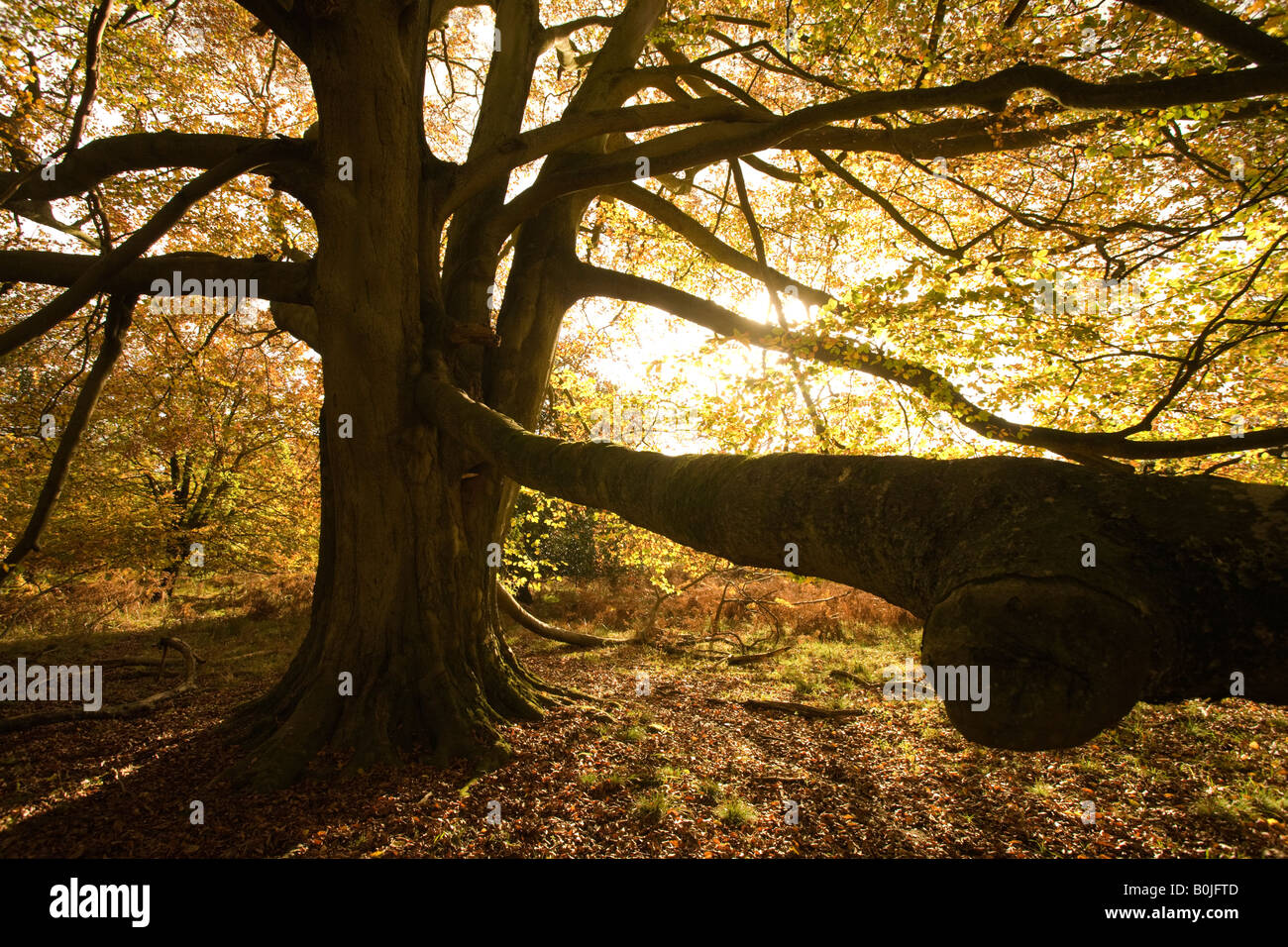 Ancient Beech Tree Fagus sylvatica Forest of Dean, Gloucestershire, UK ...