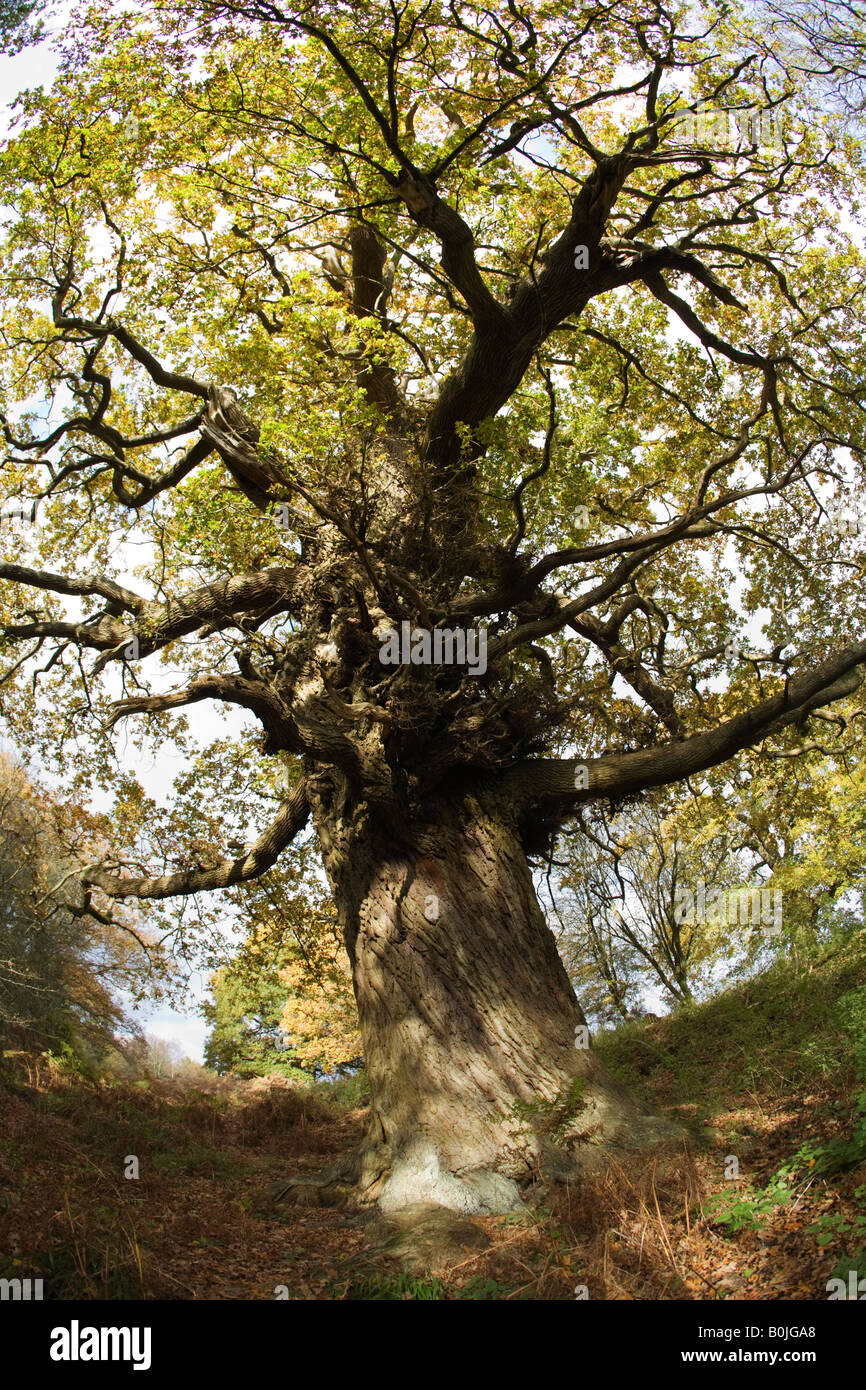 Ancient oak tree hi-res stock photography and images - Alamy