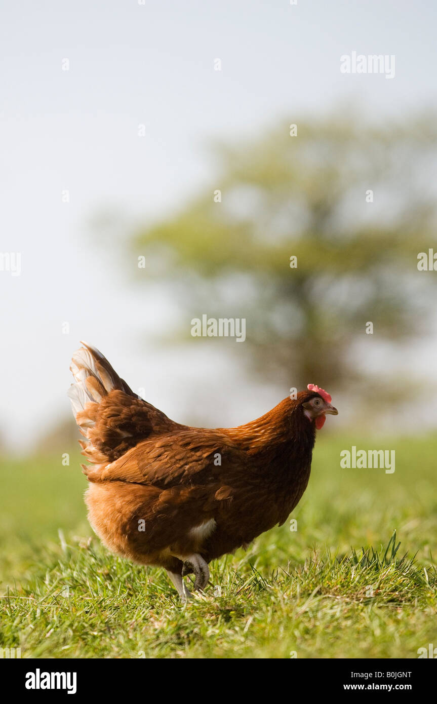 A free range hen roams freely outside in the country side. Hens with ...