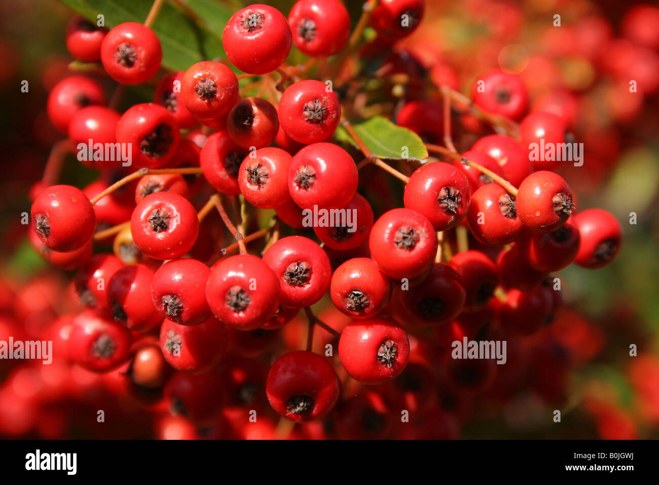Hundreds of red berries in a tree Stock Photo - Alamy