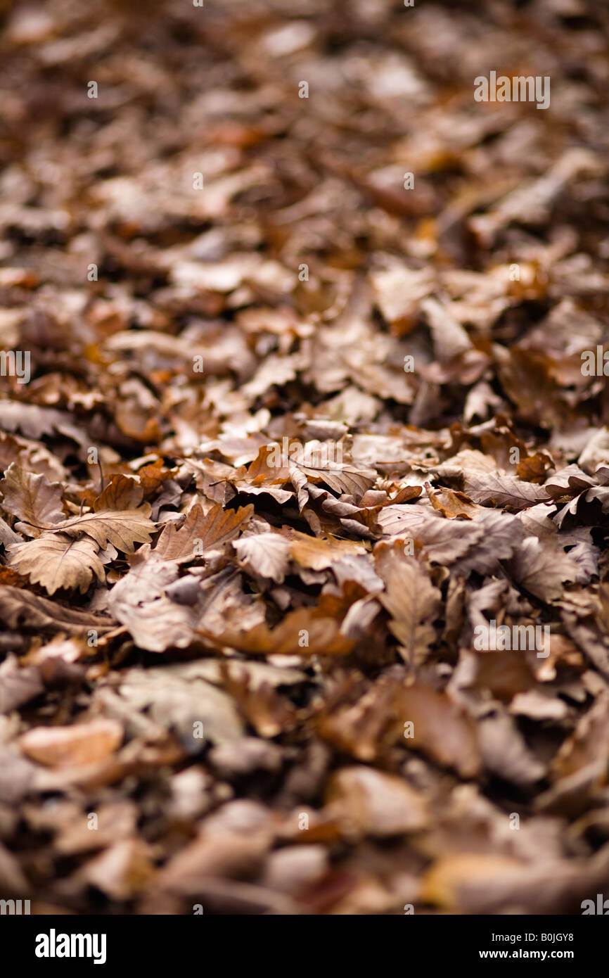 Forest floor litter hi-res stock photography and images - Alamy