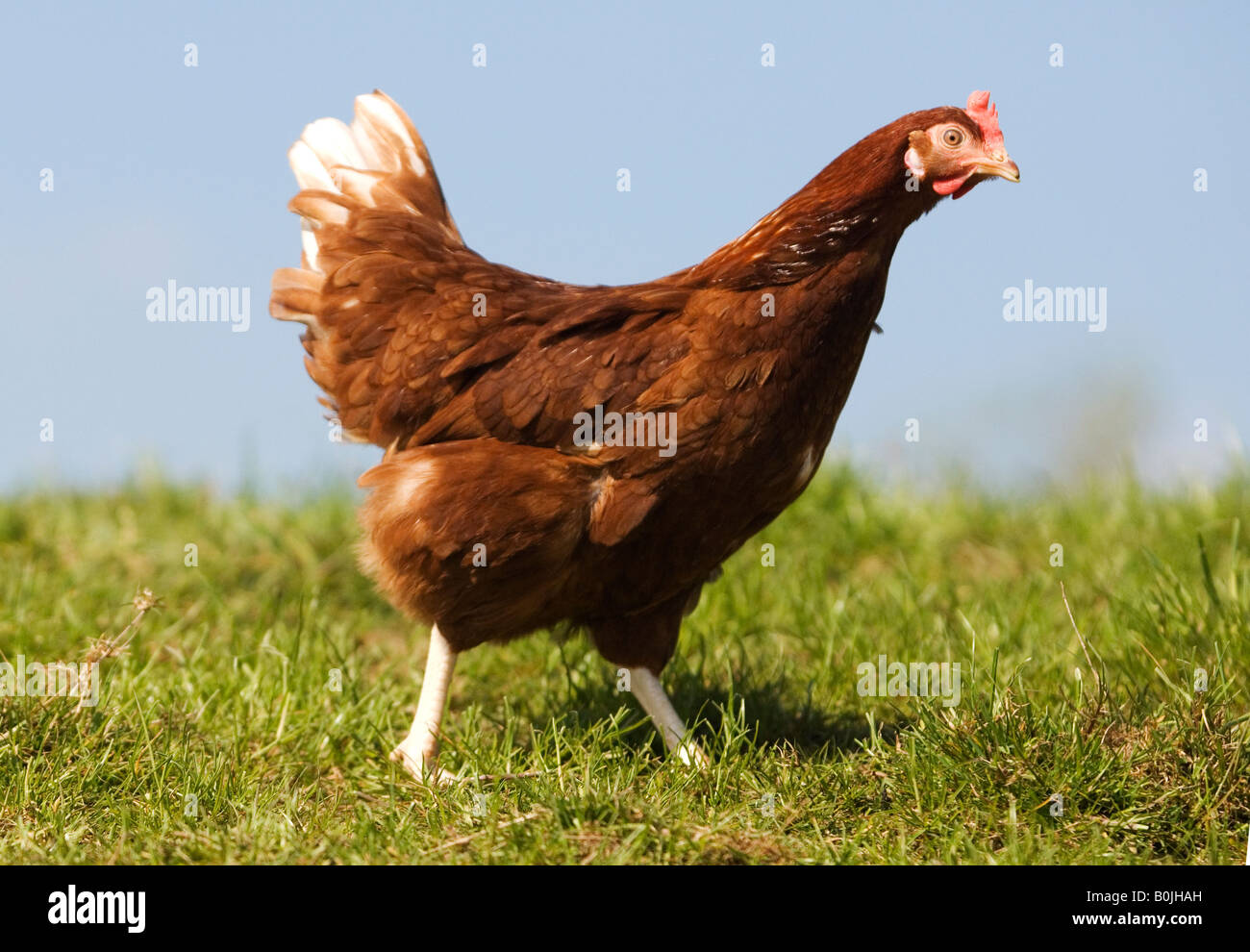 A free range hen roams freely outside in the country side. Hens with ...