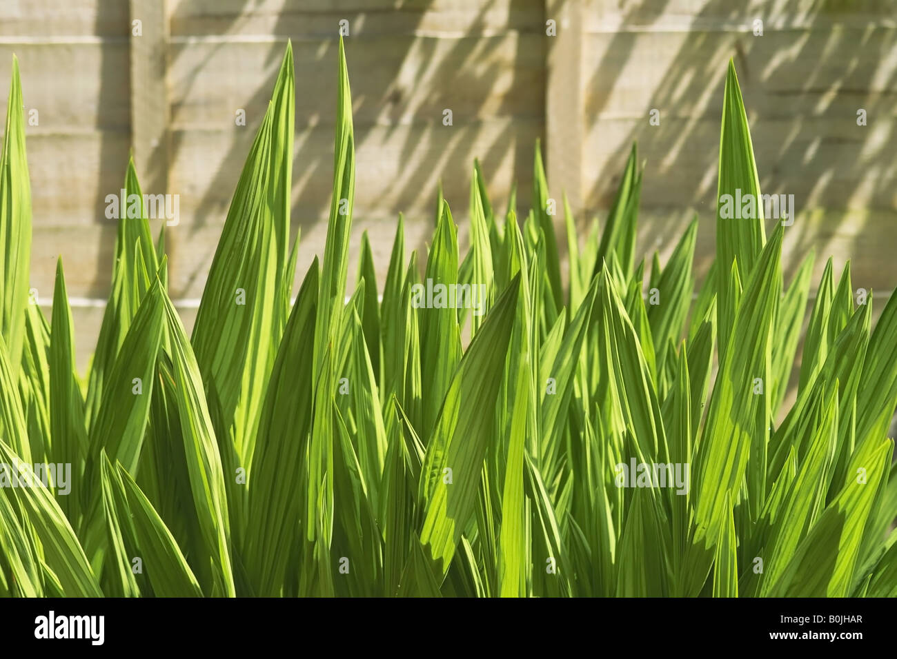 Colourful green reeds in a cottage garden Stock Photo - Alamy