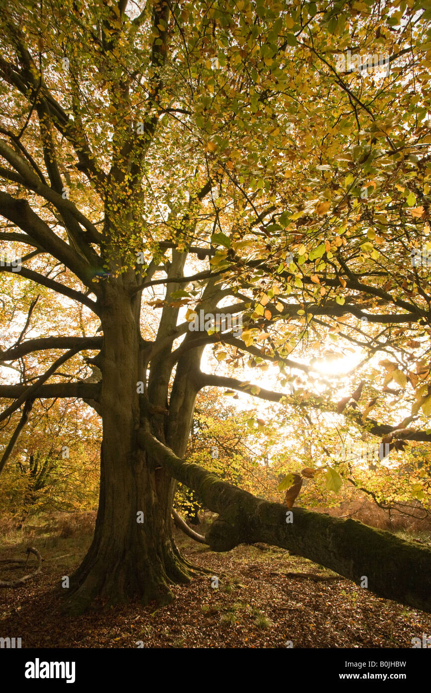 English beech tree hi-res stock photography and images - Alamy