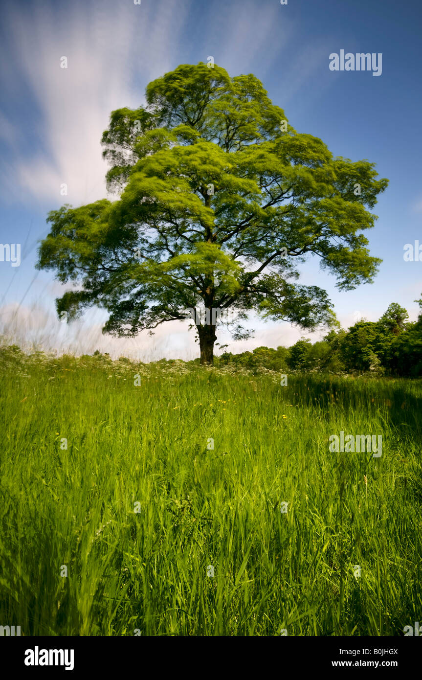 Sycamore tree spring hi-res stock photography and images - Alamy