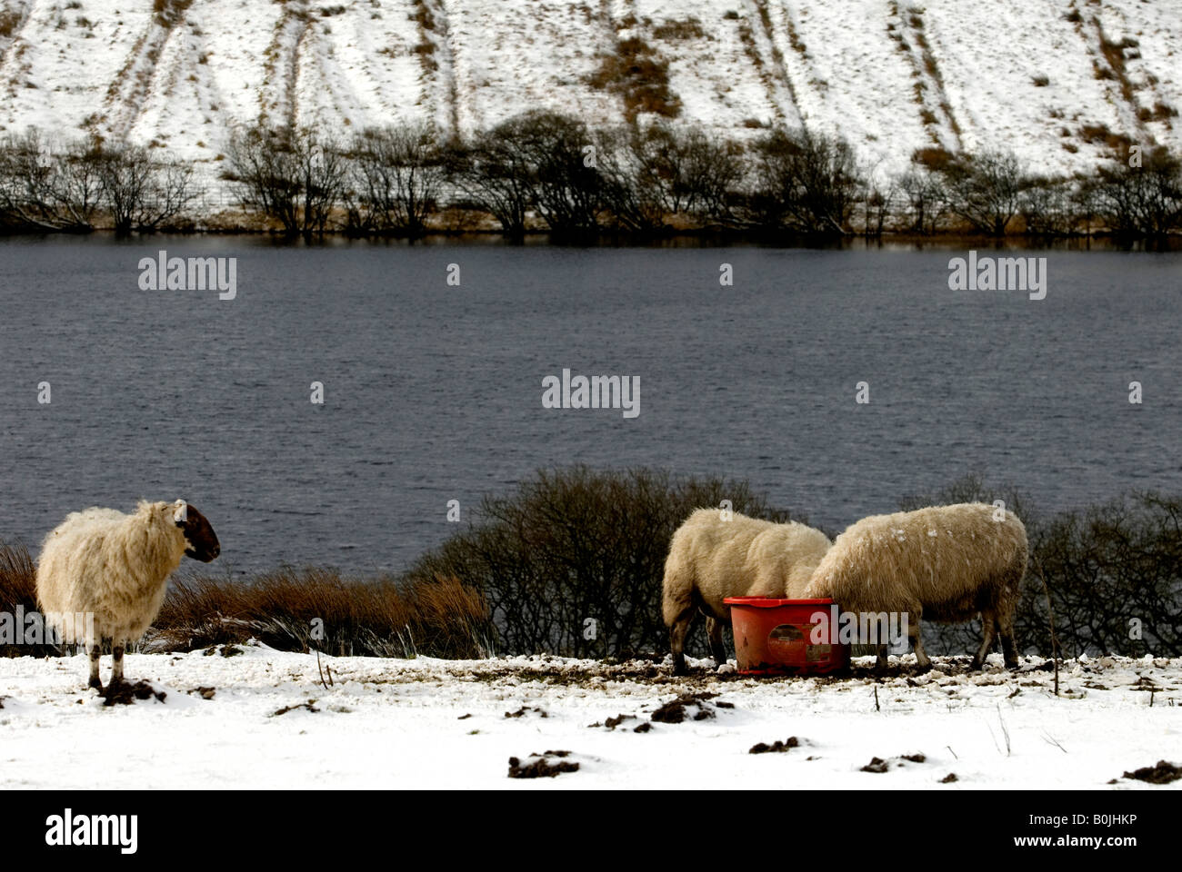 Two sheep share a meal buy burying their head deep inside a feed bucket ...