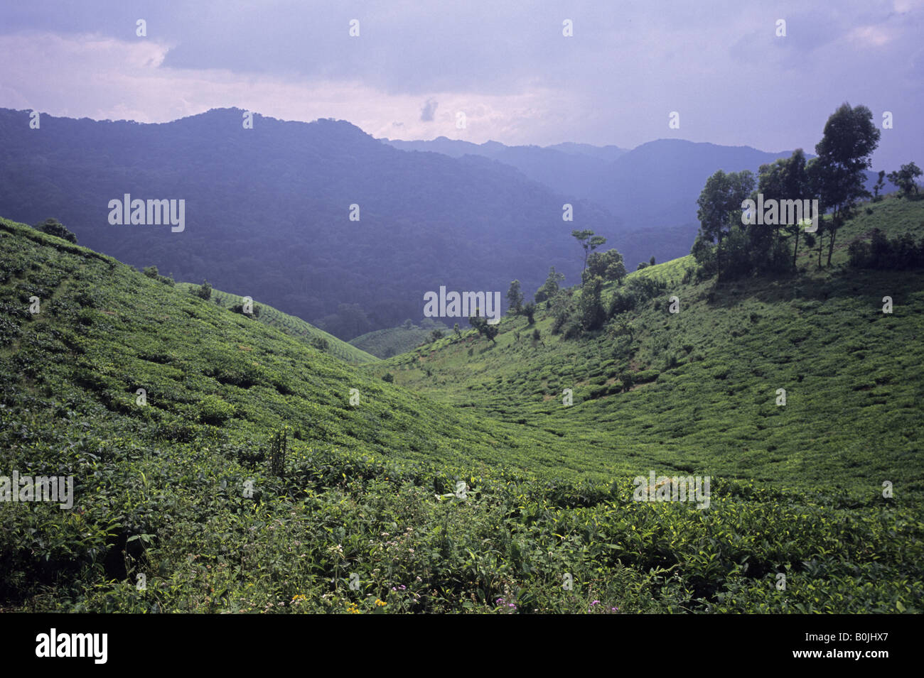 Lush tea plantations in Uganda Stock Photo - Alamy