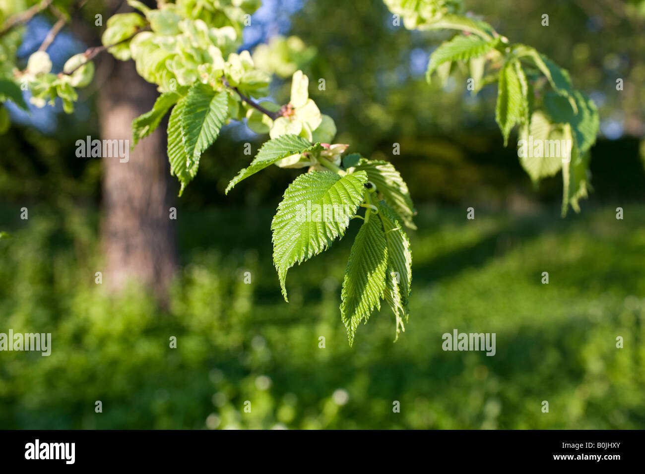 Elm tree seeds hi-res stock photography and images - Alamy