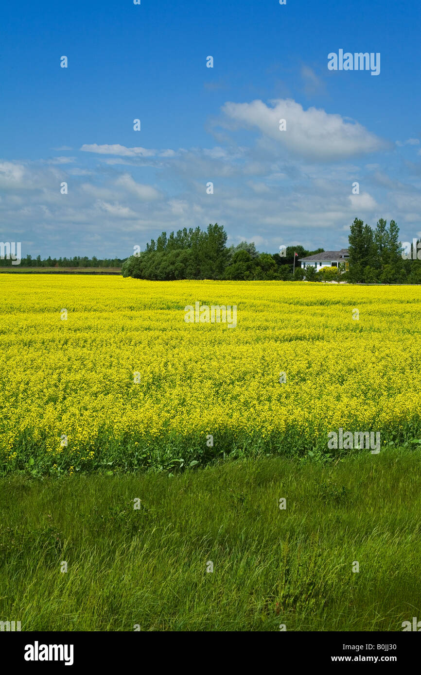 Canola field Winnipeg Manitoba Canada Stock Photo - Alamy