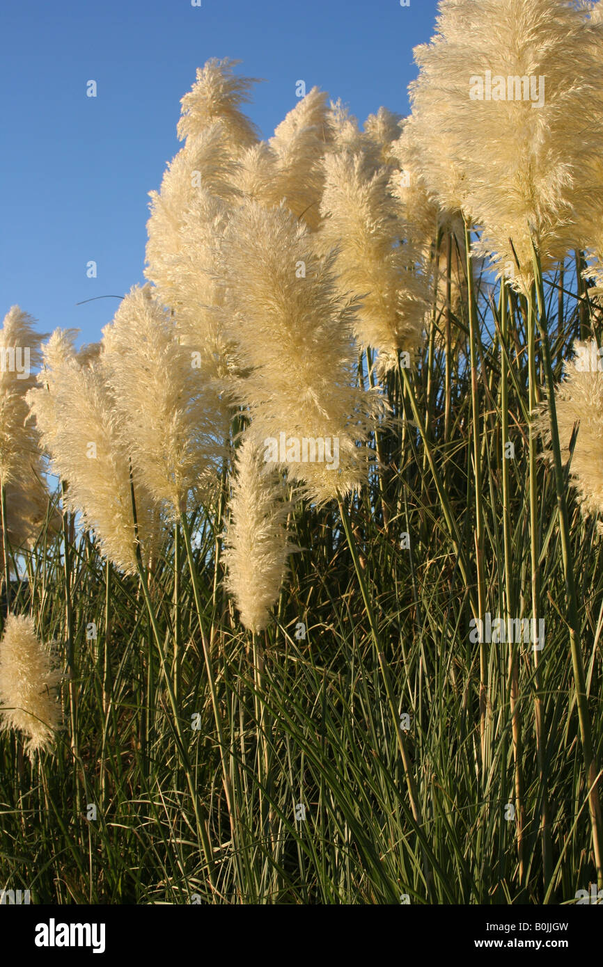 Toi toi grass hi-res stock photography and images - Alamy