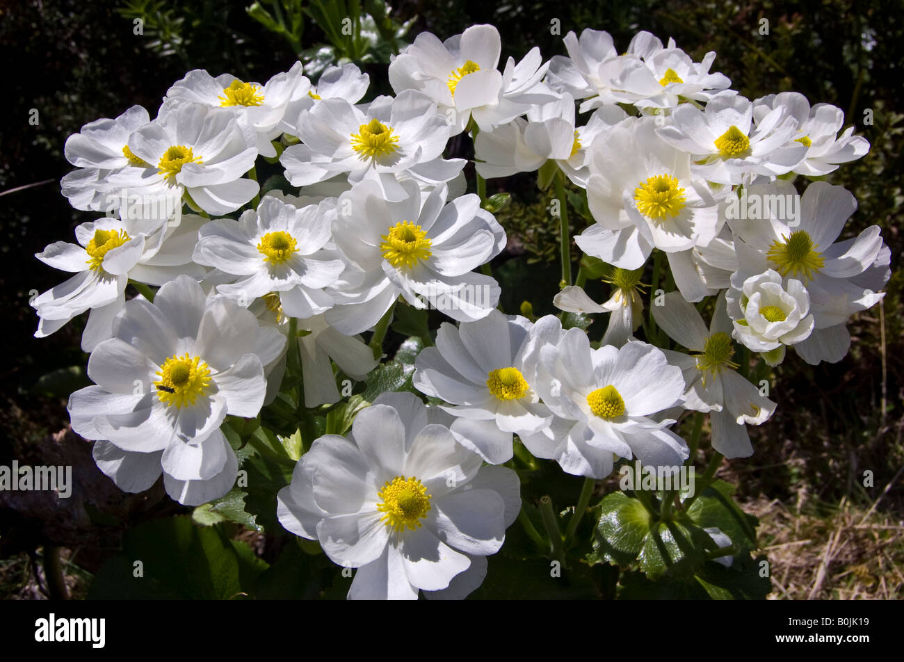 Ranunculus lyallii hi-res stock photography and images - Alamy