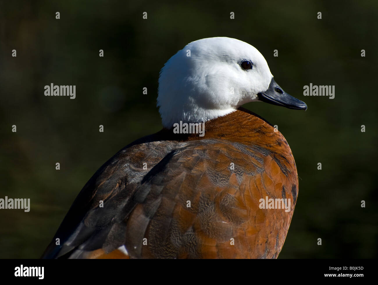 Paradise shelduck hi-res stock photography and images - Alamy