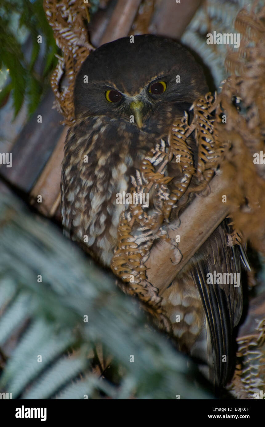 New zealand owl hi-res stock photography and images - Alamy