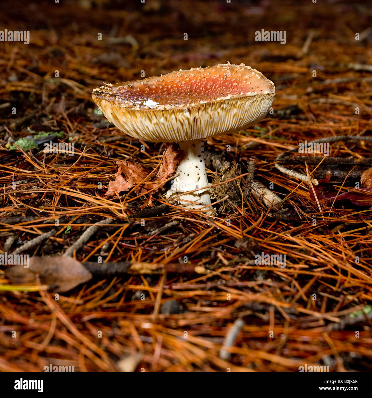 Red mushroom hi-res stock photography and images - Alamy