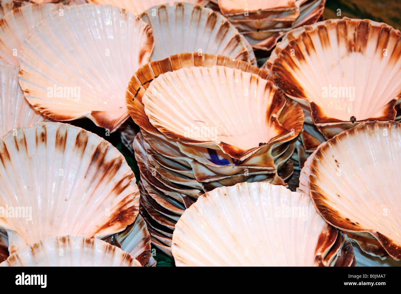 Scallop shells Pecten maximus La Boqueria Market Barcelona Catalonia ...